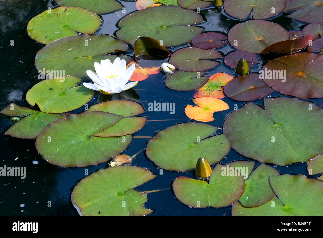 Lily pad design hi-res stock photography and images - Alamy