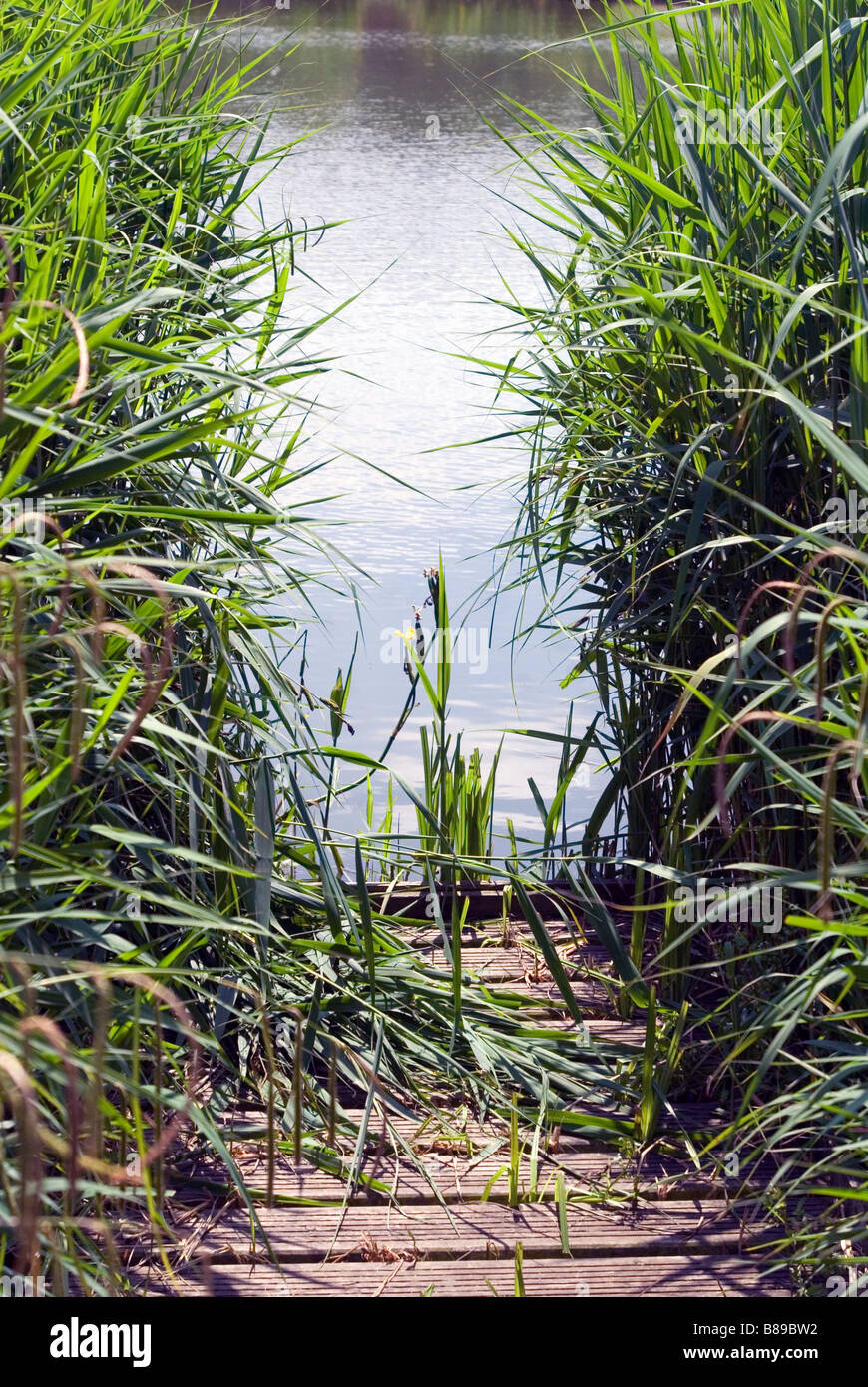 Clapham Common Angler pond Stock Photo - Alamy