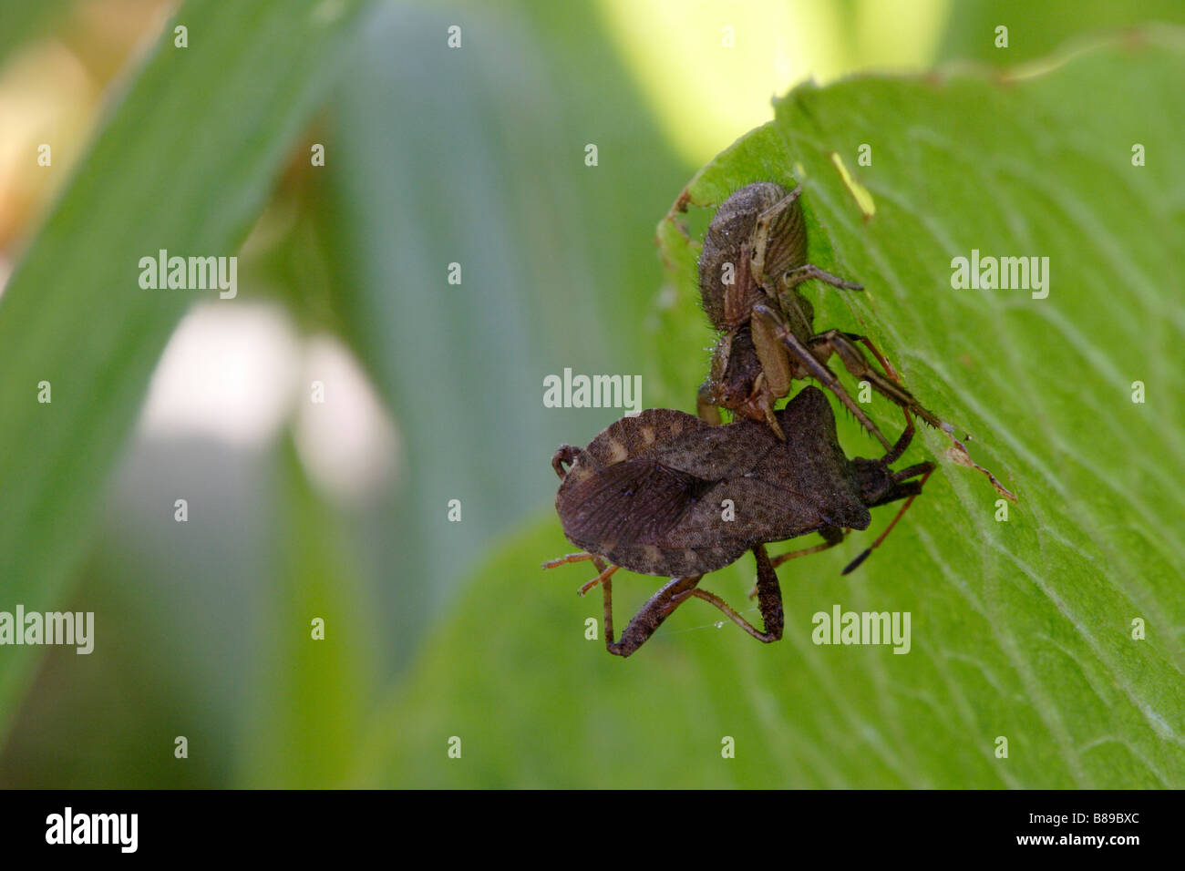 True crab hi-res stock photography and images - Alamy