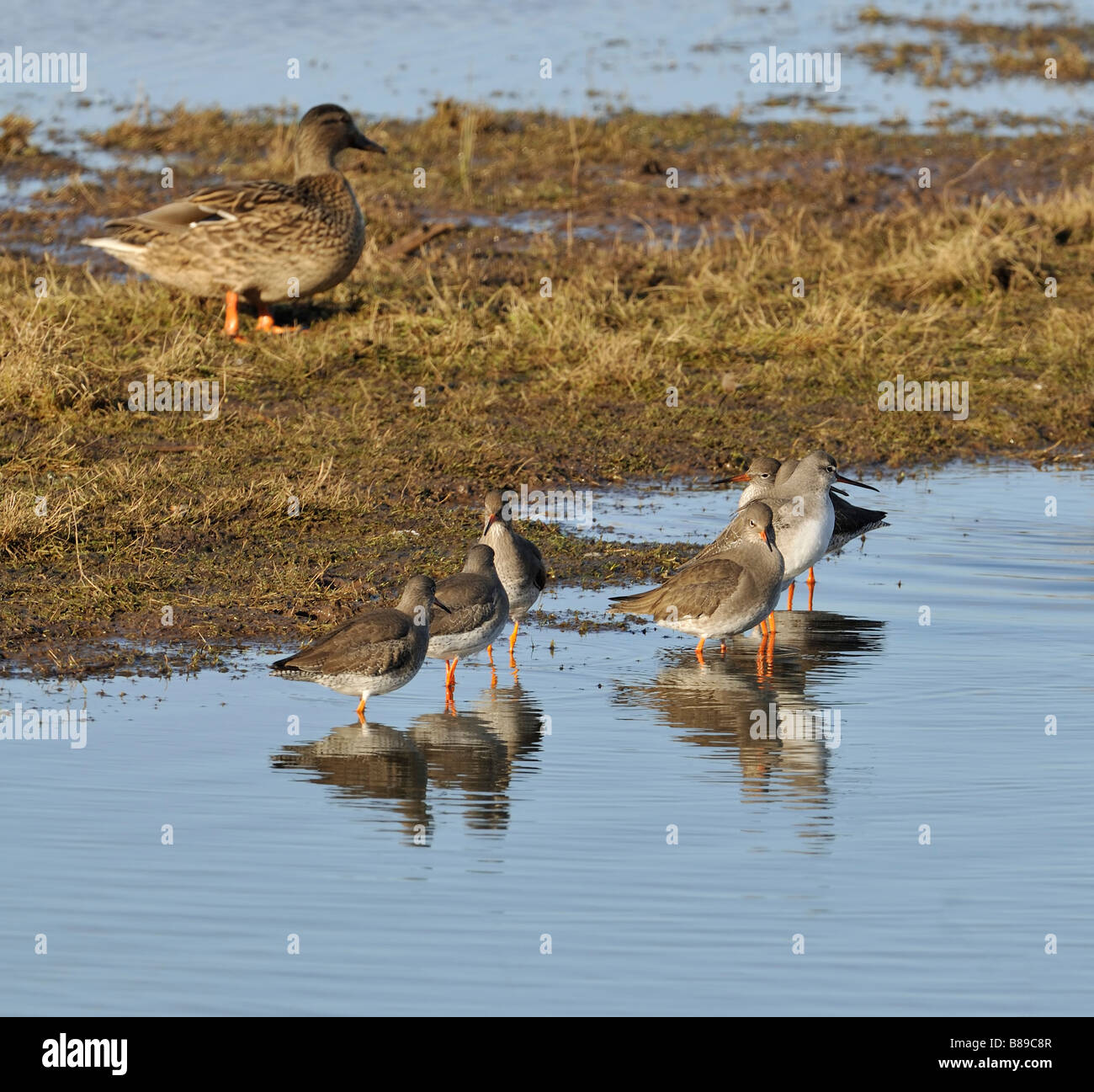 Dusky duck hi-res stock photography and images - Alamy