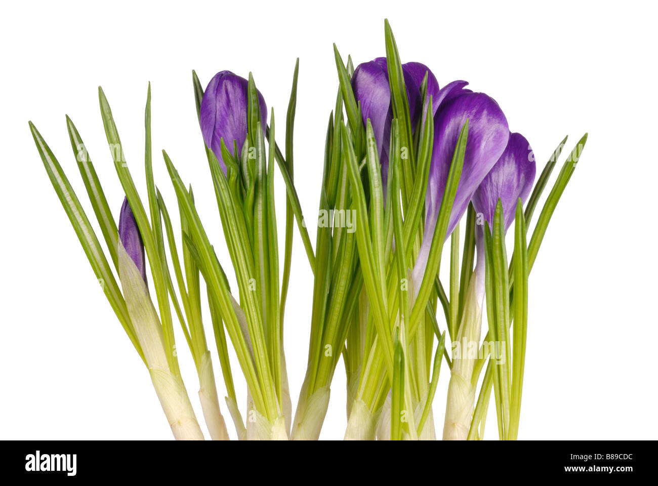 March april Cut Out Stock Images & Pictures - Alamy