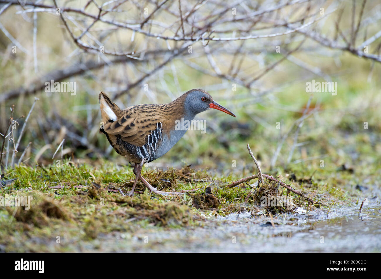 Water Rail (Rallus aquaticus Stock Photo - Alamy
