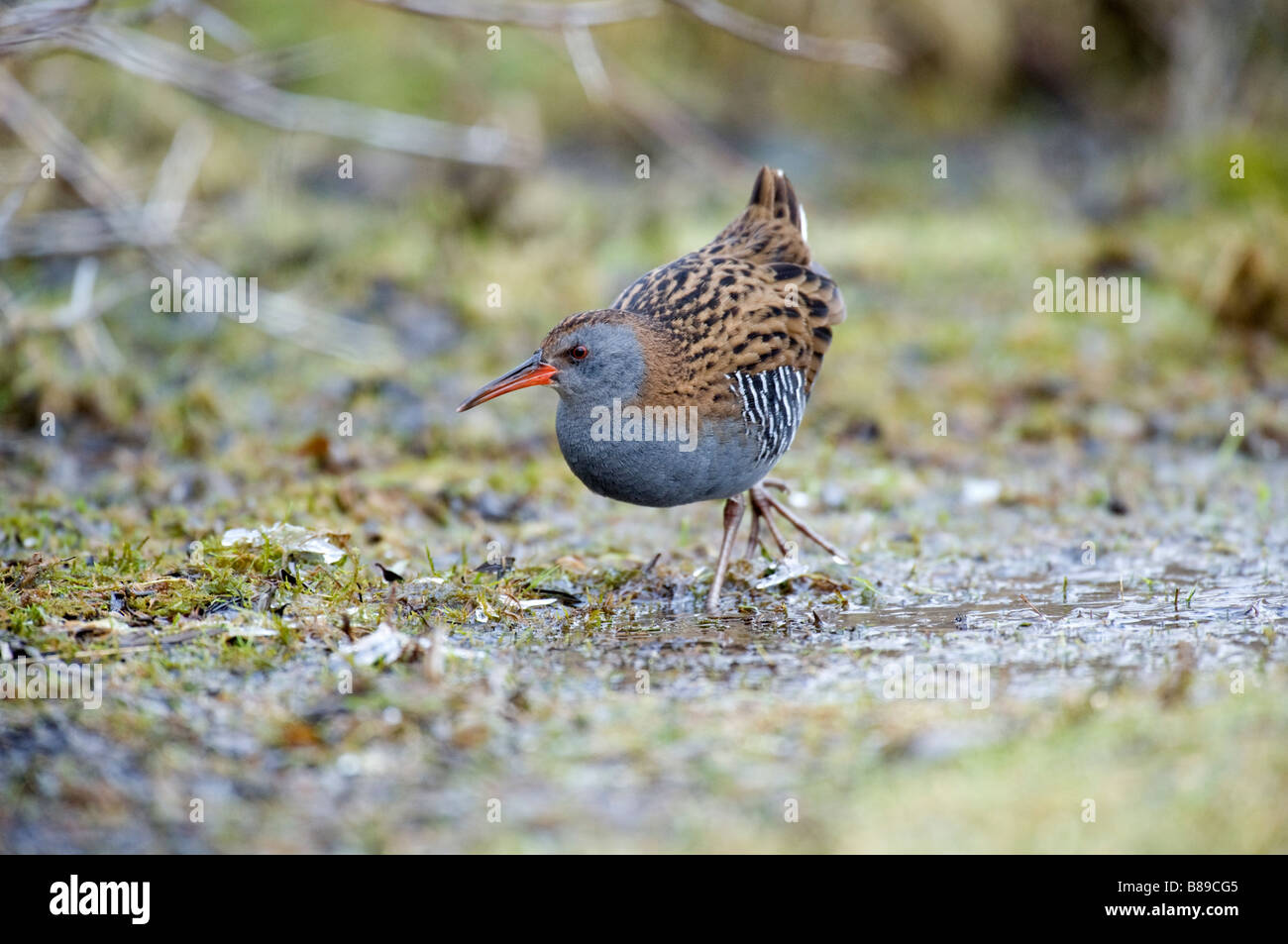 Water Rail (Rallus aquaticus Stock Photo - Alamy