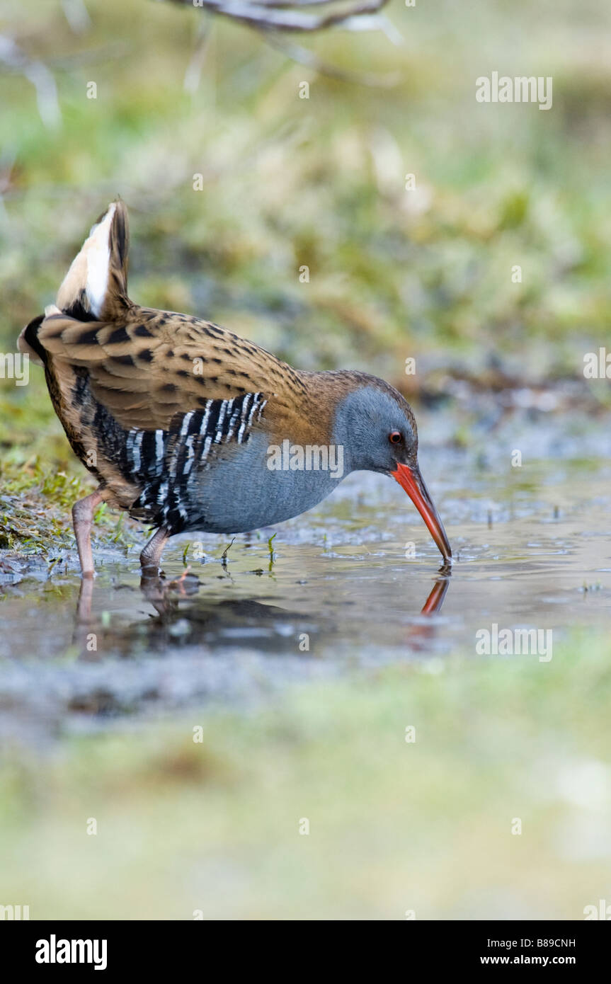 Water Rail (Rallus aquaticus Stock Photo - Alamy