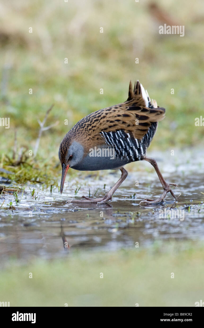 Water Rail (Rallus aquaticus Stock Photo - Alamy
