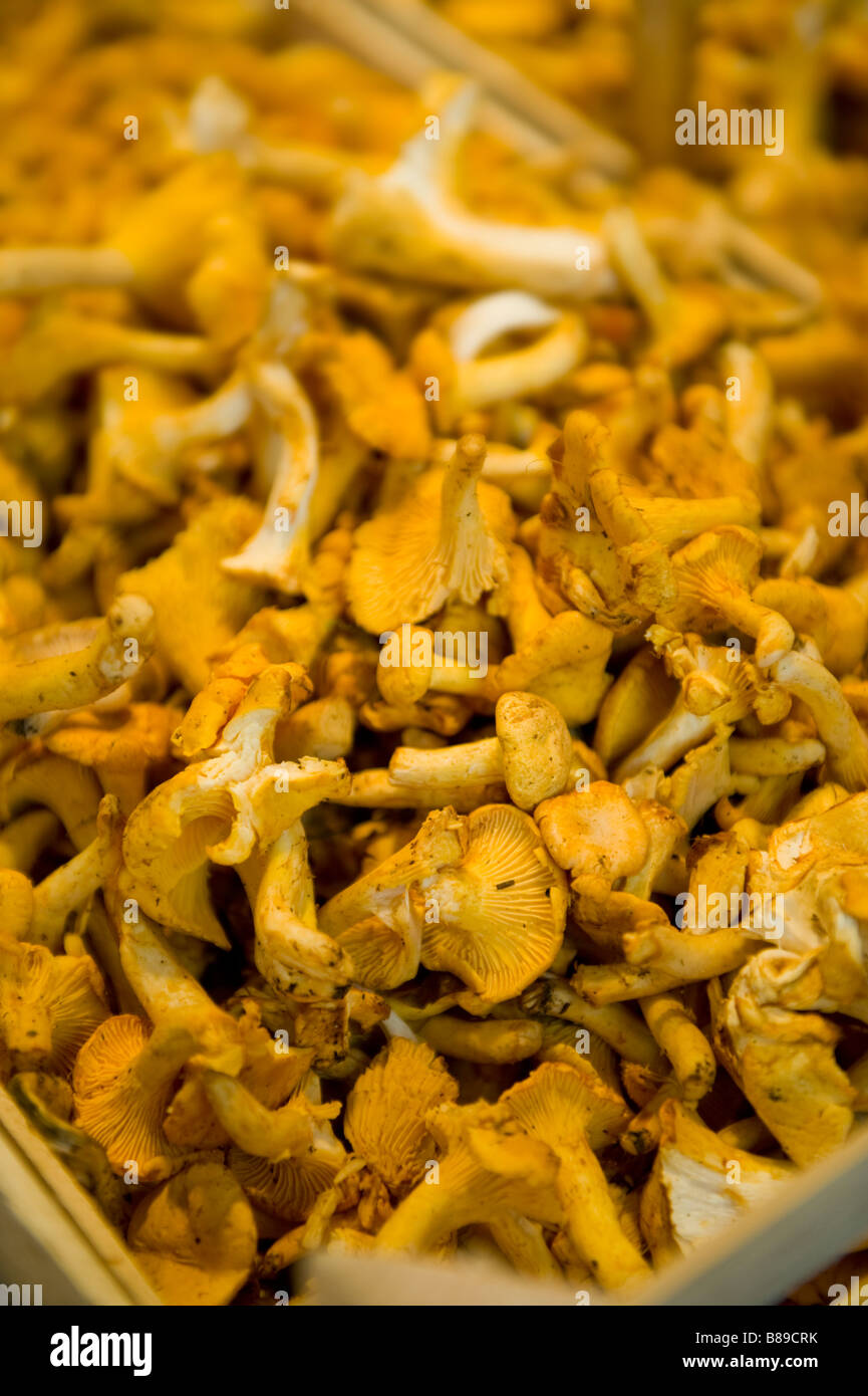 Colourful mushroom hi-res stock photography and images - Alamy