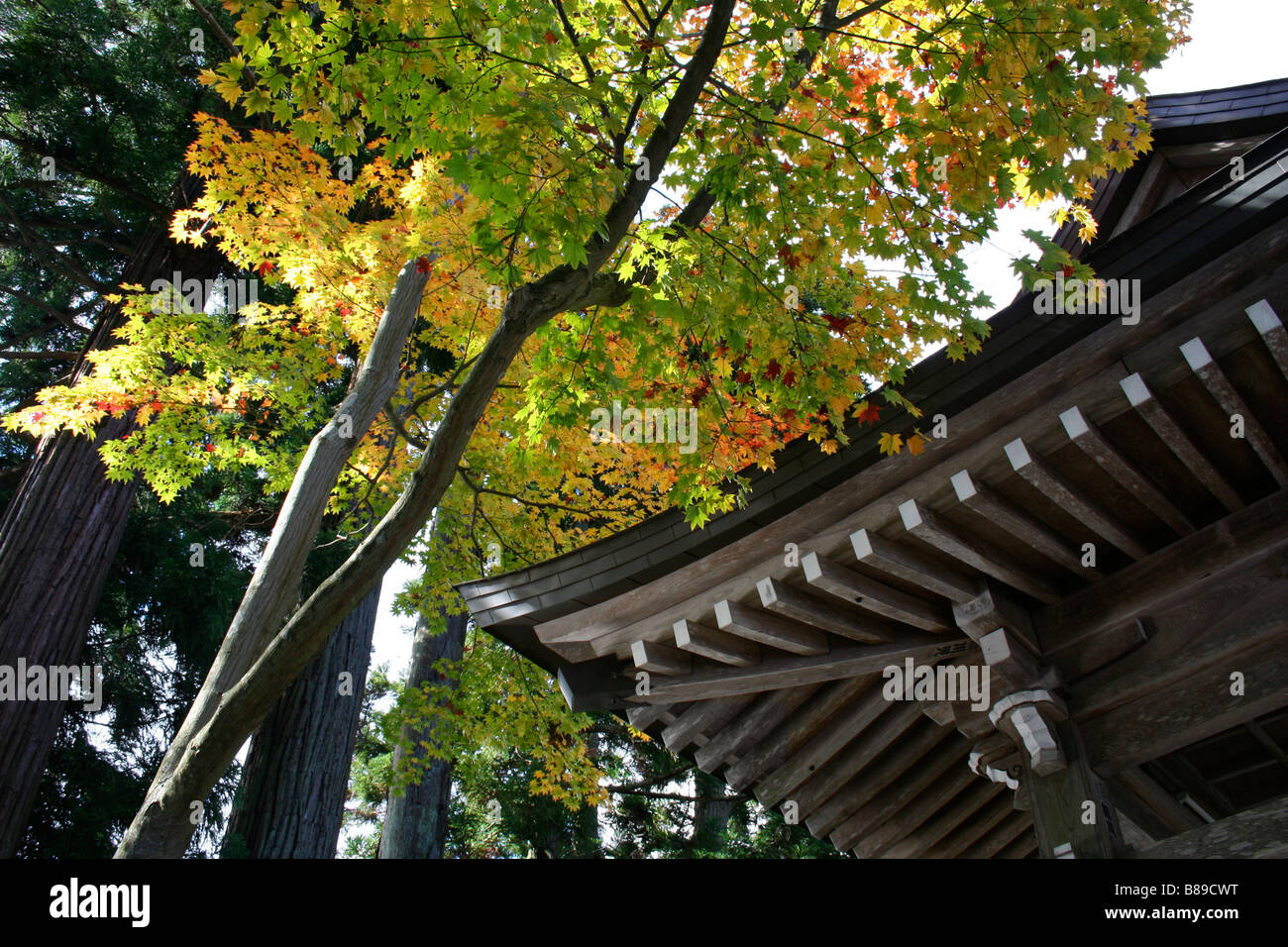 Building with tree hi-res stock photography and images - Alamy