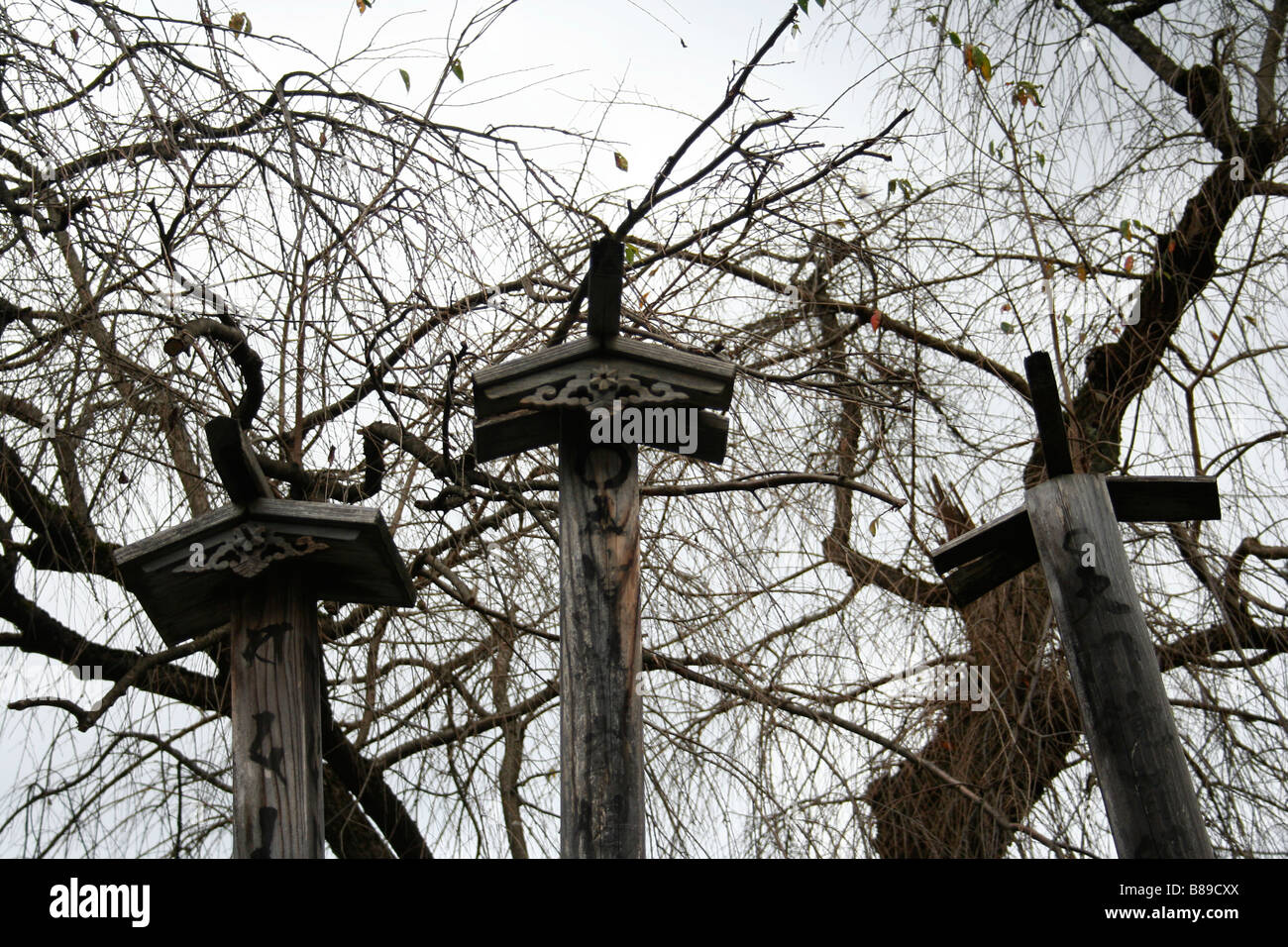 Japanese cemetery wooden grave markers, bare tree branches in ...