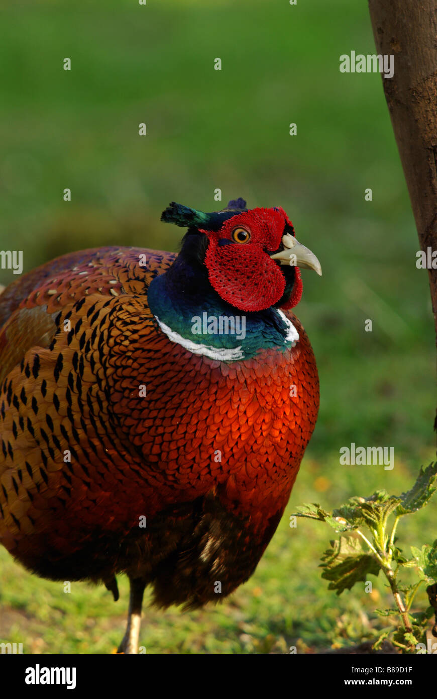 Pheasant colours hi-res stock photography and images - Alamy