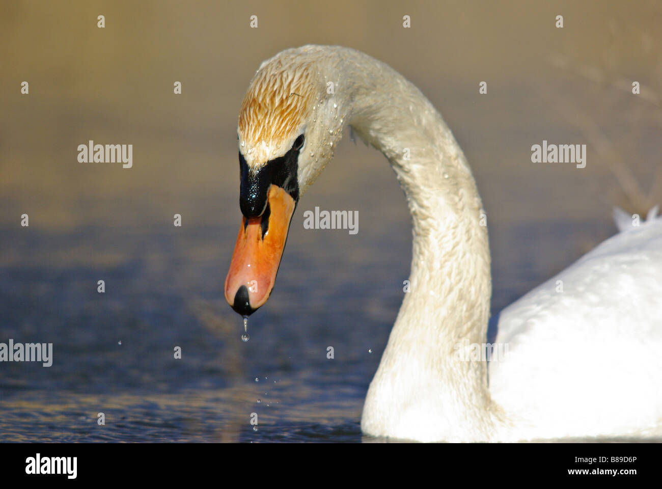 Swan feeding hi-res stock photography and images - Alamy
