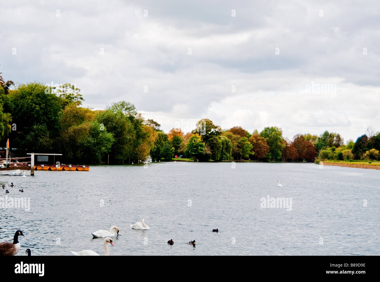 A photo of the river thames in Windsor with ducks having a swim Stock ...
