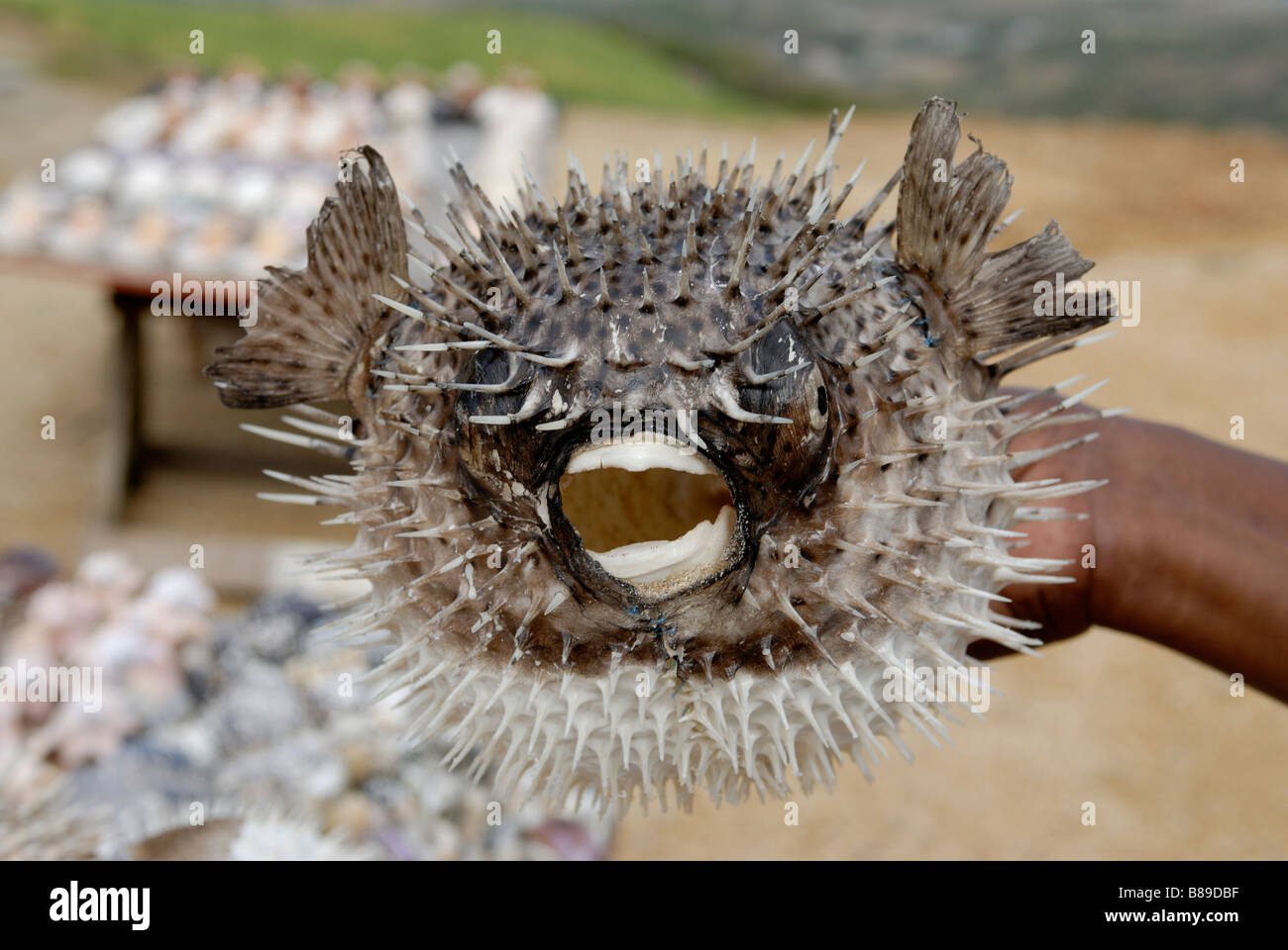 A dead ball fish at the beach of Barbados Caribbean Stock Photo - Alamy