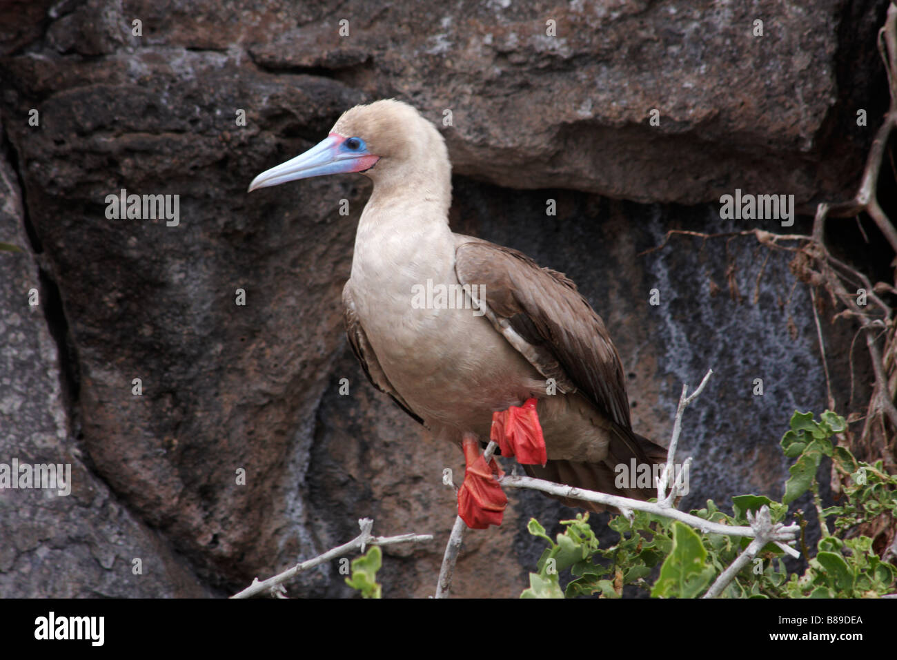 Red Footed Booby