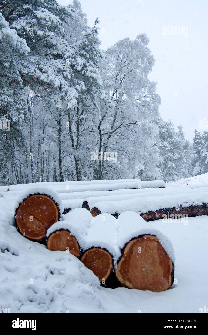 After the winter storm all is clad in a mantle of deep white snow ...