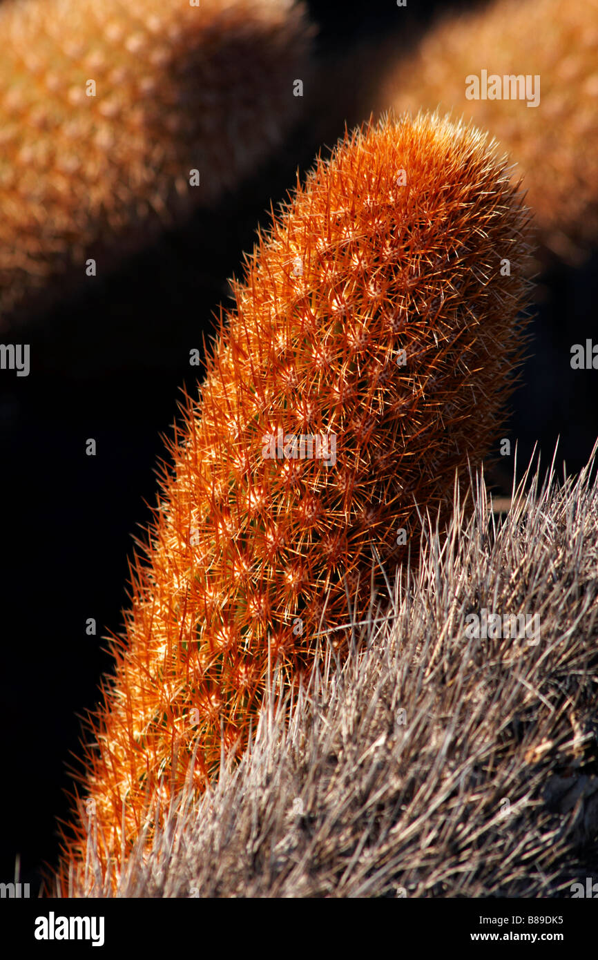 Lava galapagos plant plants hi-res stock photography and images - Alamy