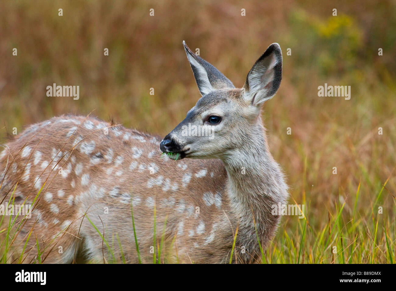 Mule deer fawn hi-res stock photography and images - Alamy