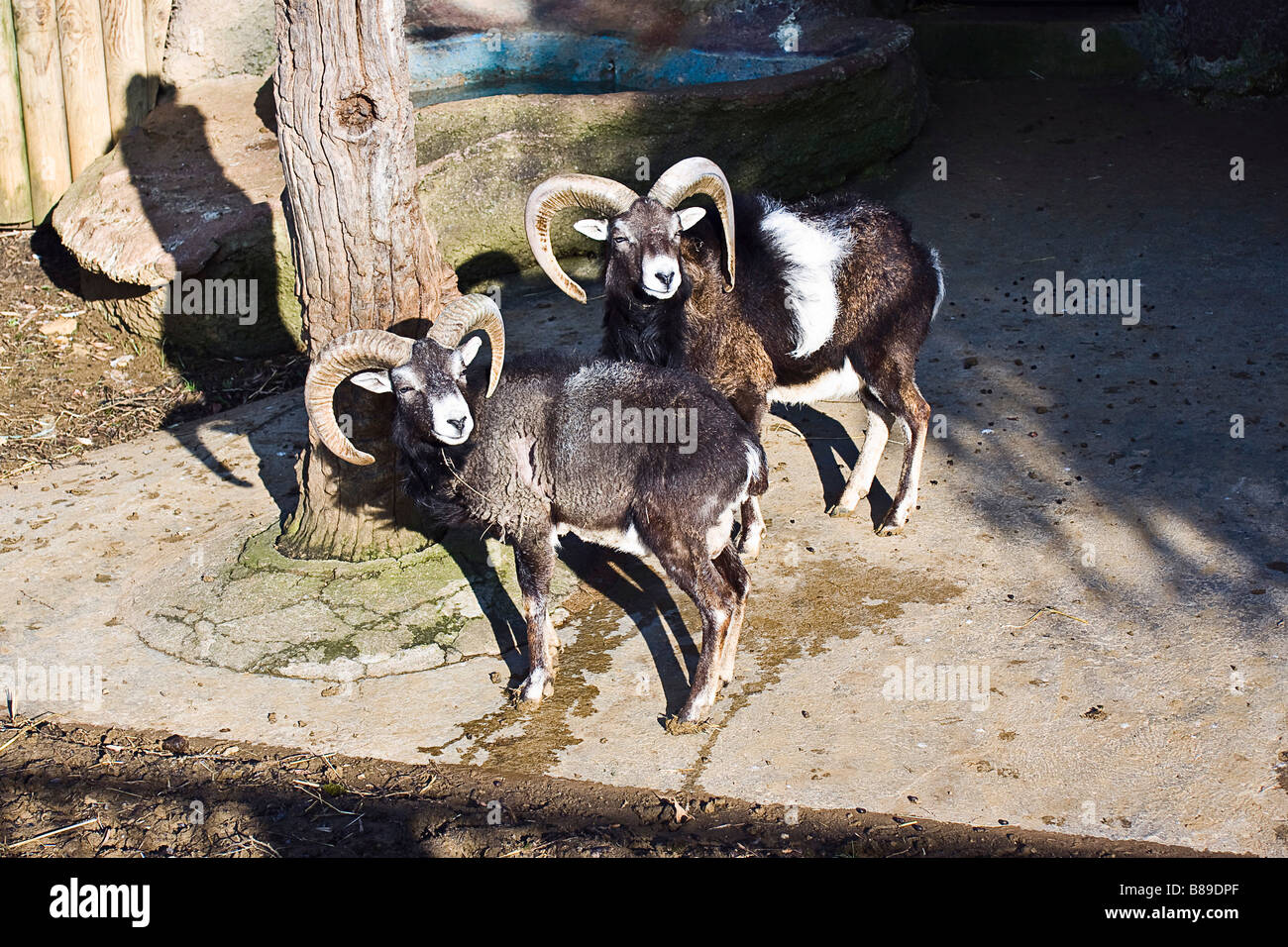 two rams dazzled by the sun Stock Photo - Alamy