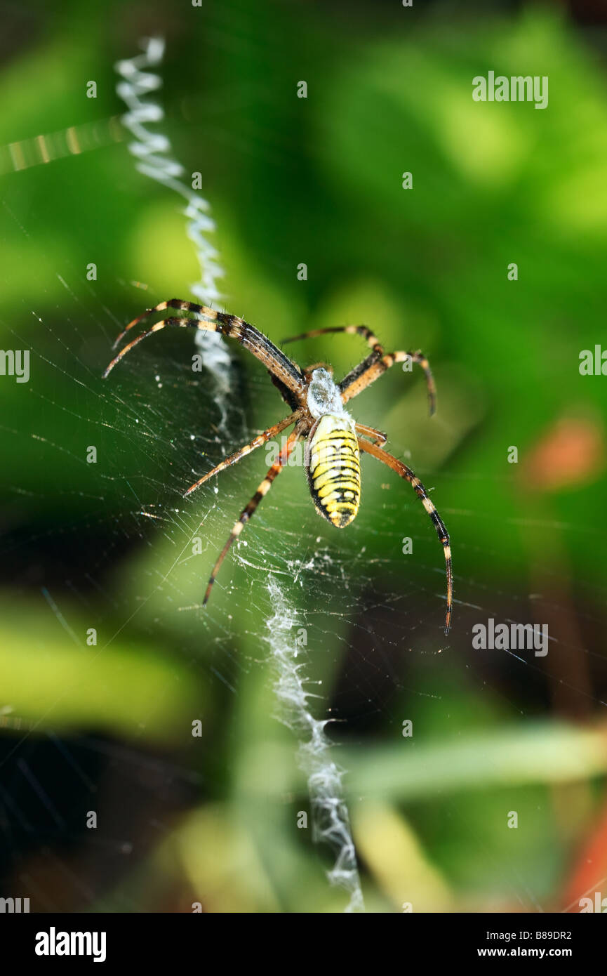 Spider on the web Macro Stock Photo - Alamy