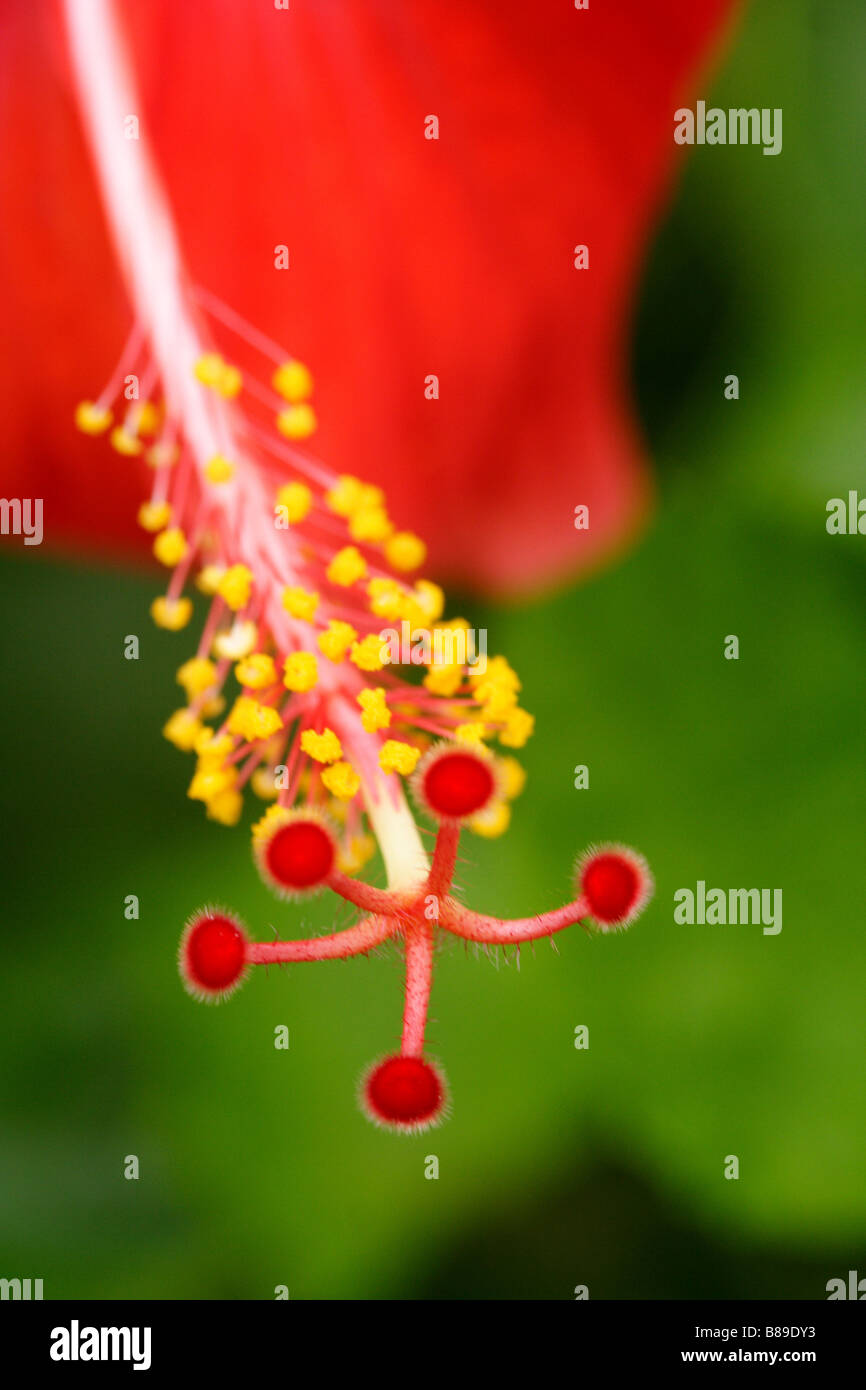 Hibiscus Stigma Stock Photos & Hibiscus Stigma Stock Images - Alamy