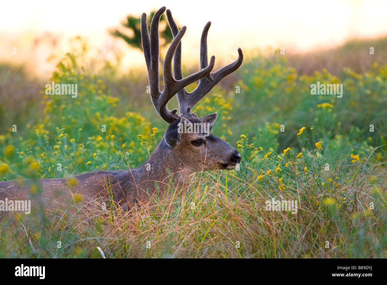 Mule deer young buck male hi-res stock photography and images - Alamy