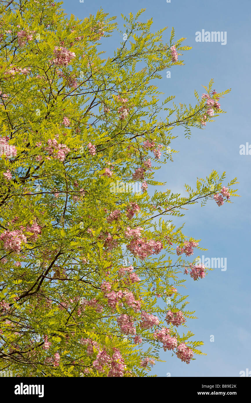 Pink False Acacia Tree