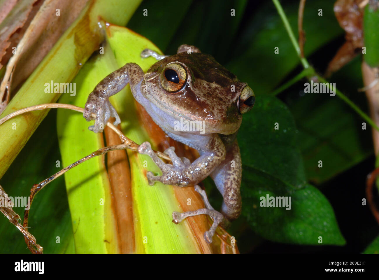 Coqui frog hi-res stock photography and images - Alamy