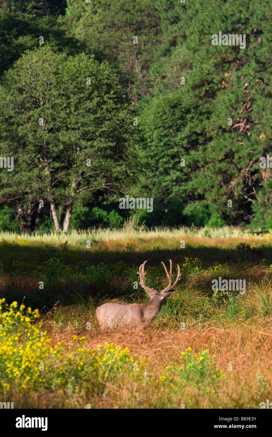 Mule deer young buck male hi-res stock photography and images - Alamy