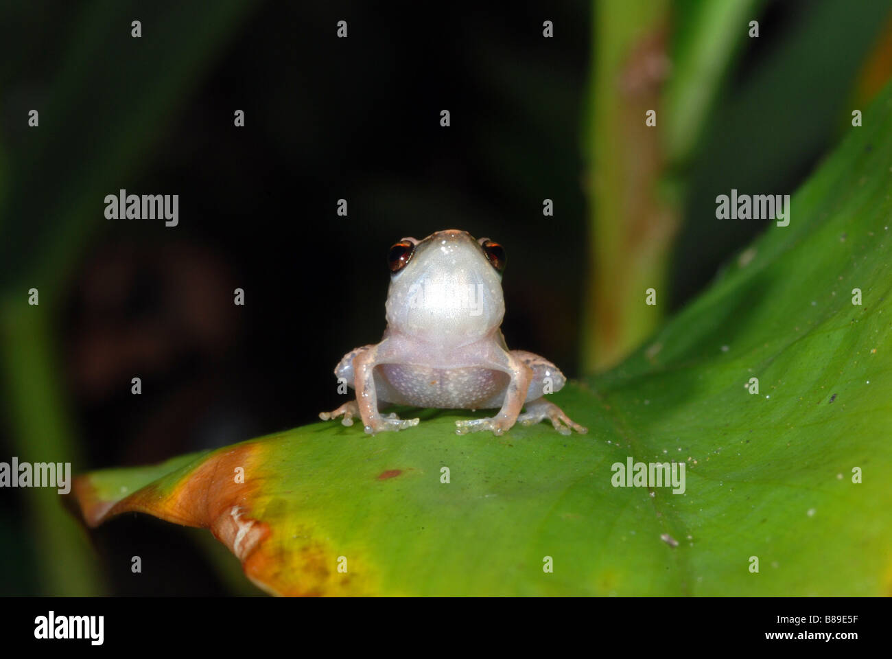 Coqui frog, Las Casas de la Selva, Patillas, Puerto Rico Stock Photo ...