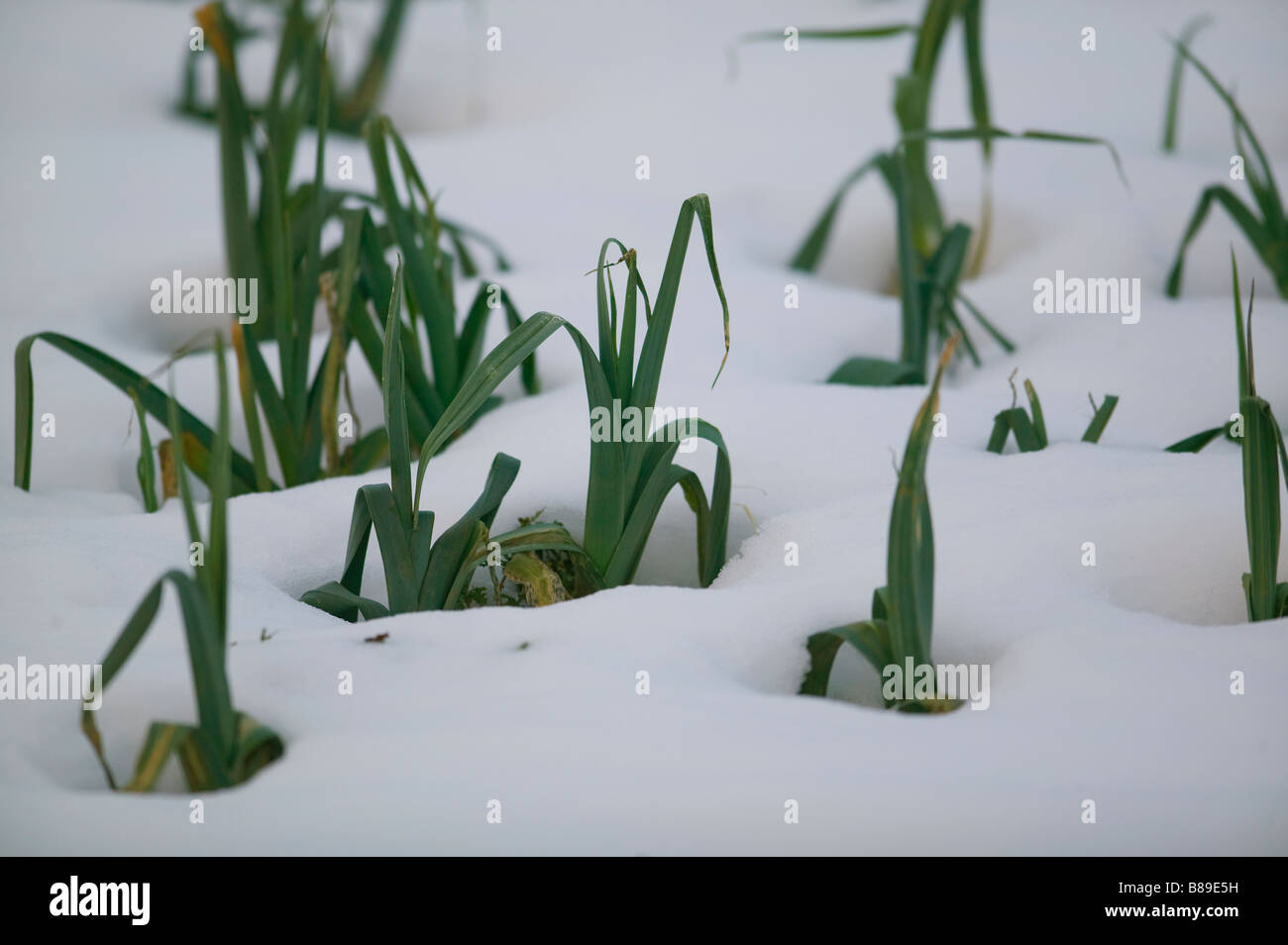 Leeks growing in the snow Stock Photo - Alamy