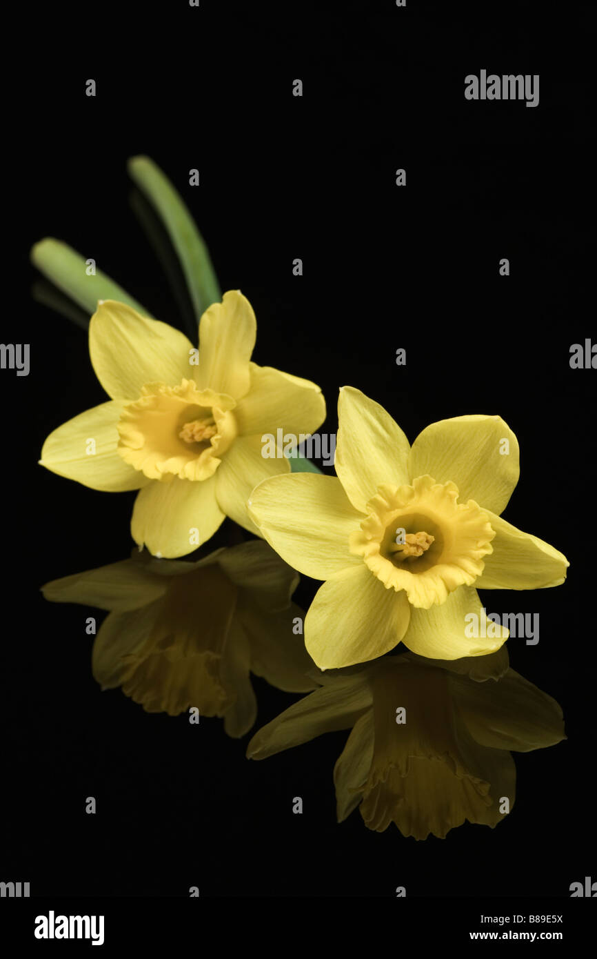 Two yellow Daffodils on dark background Stock Photo - Alamy