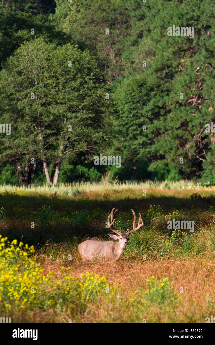 Mule deer young buck male hi-res stock photography and images - Alamy