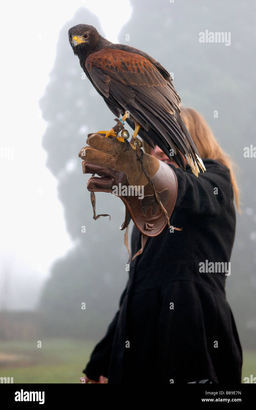 A peregrine falcon held tethered to a gauntlet Stock Photo - Alamy