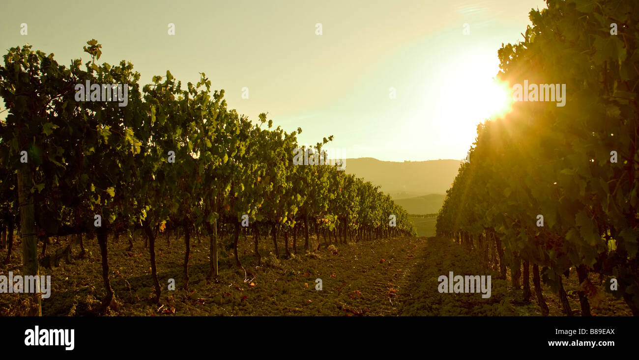 rows of grapevines trailing into the distance Stock Photo - Alamy