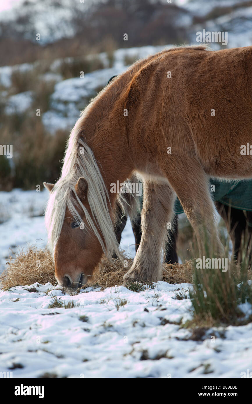 Rum pony hi-res stock photography and images - Alamy