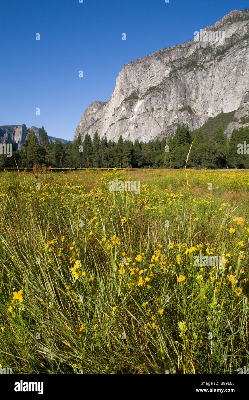 Vertical, Portrait view of a beautiful meadow in Yosemite Valley ...
