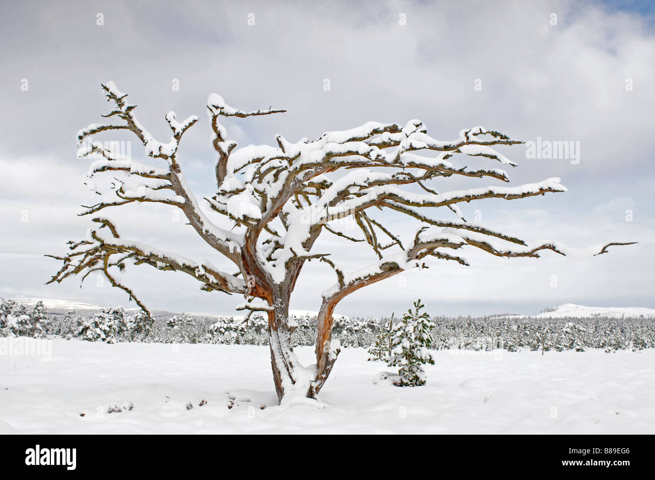 Alpine Shire High Resolution Stock Photography and Images - Alamy