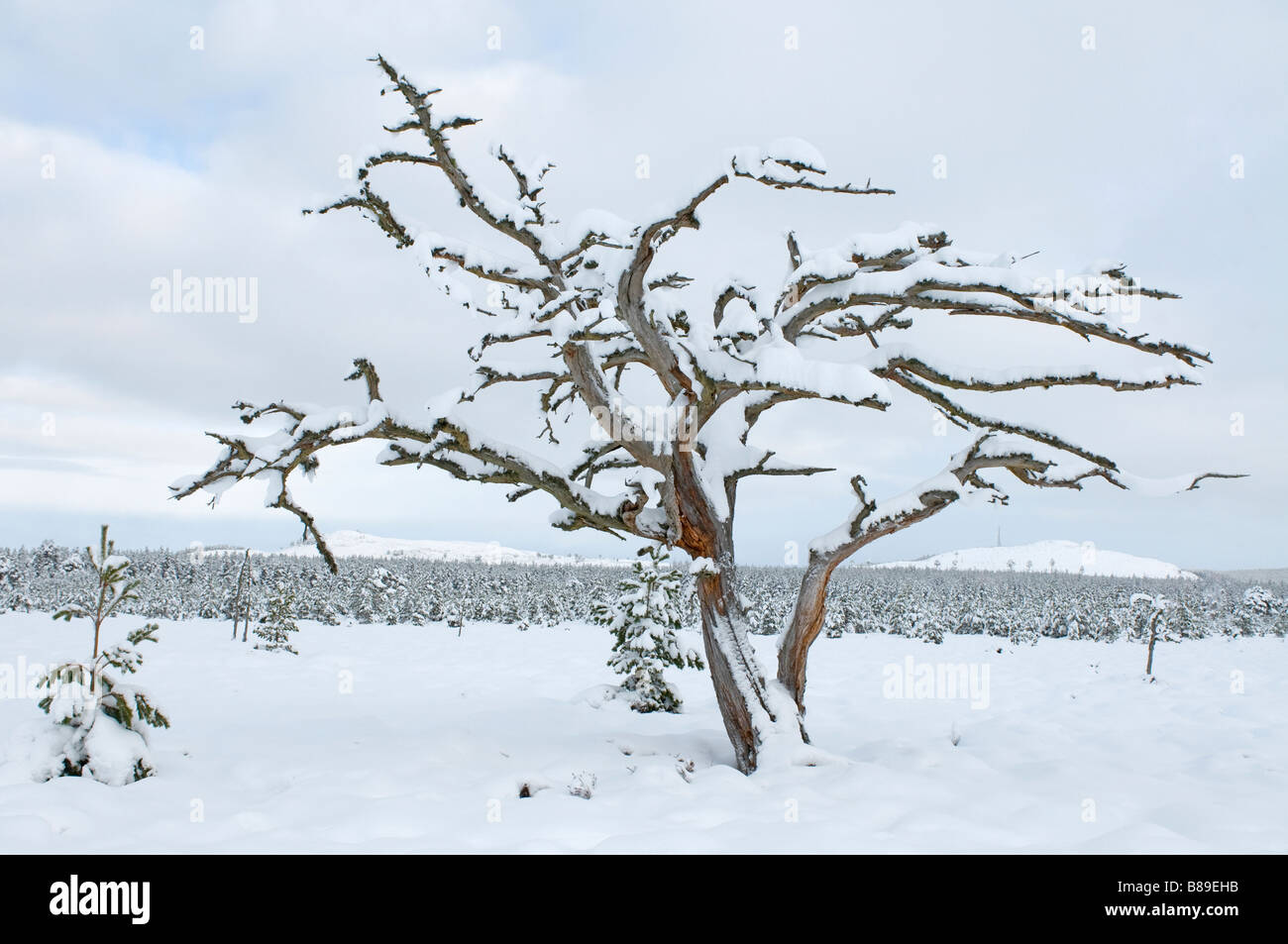 After the winter storm all is clad in a mantle of deep white snow ...