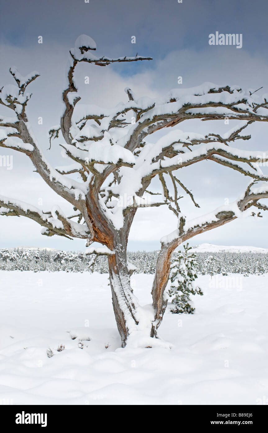 After the winter storm all is clad in a mantle of deep white snow ...