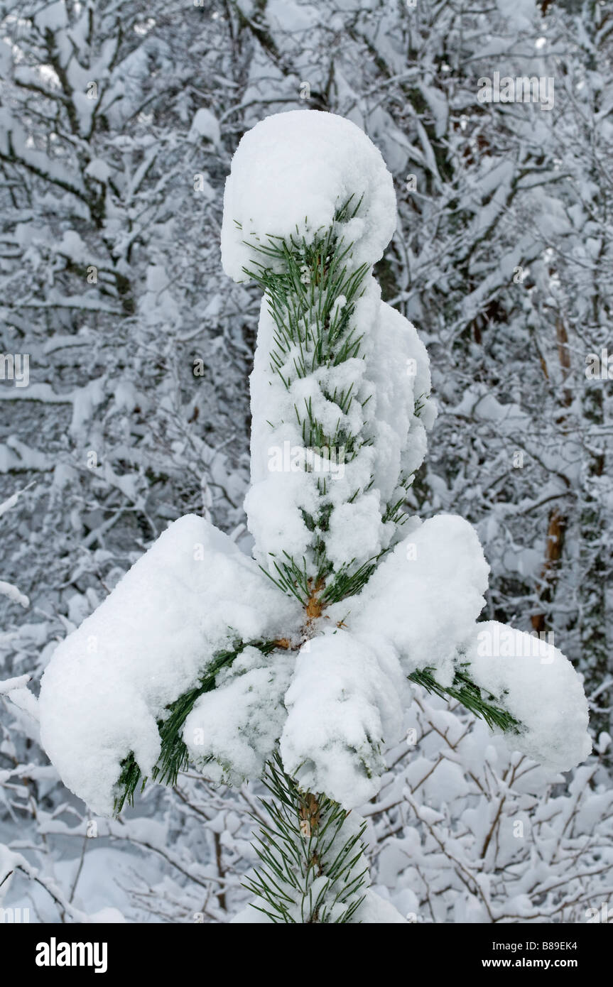 Scottish mantle forest hi-res stock photography and images - Alamy
