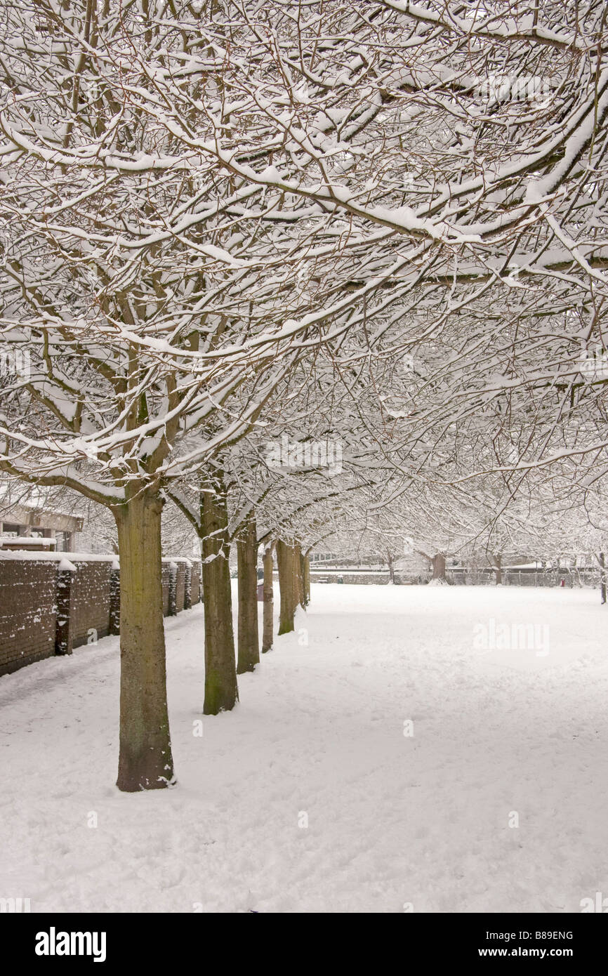 Heavy snow on trees in a park Stock Photo - Alamy