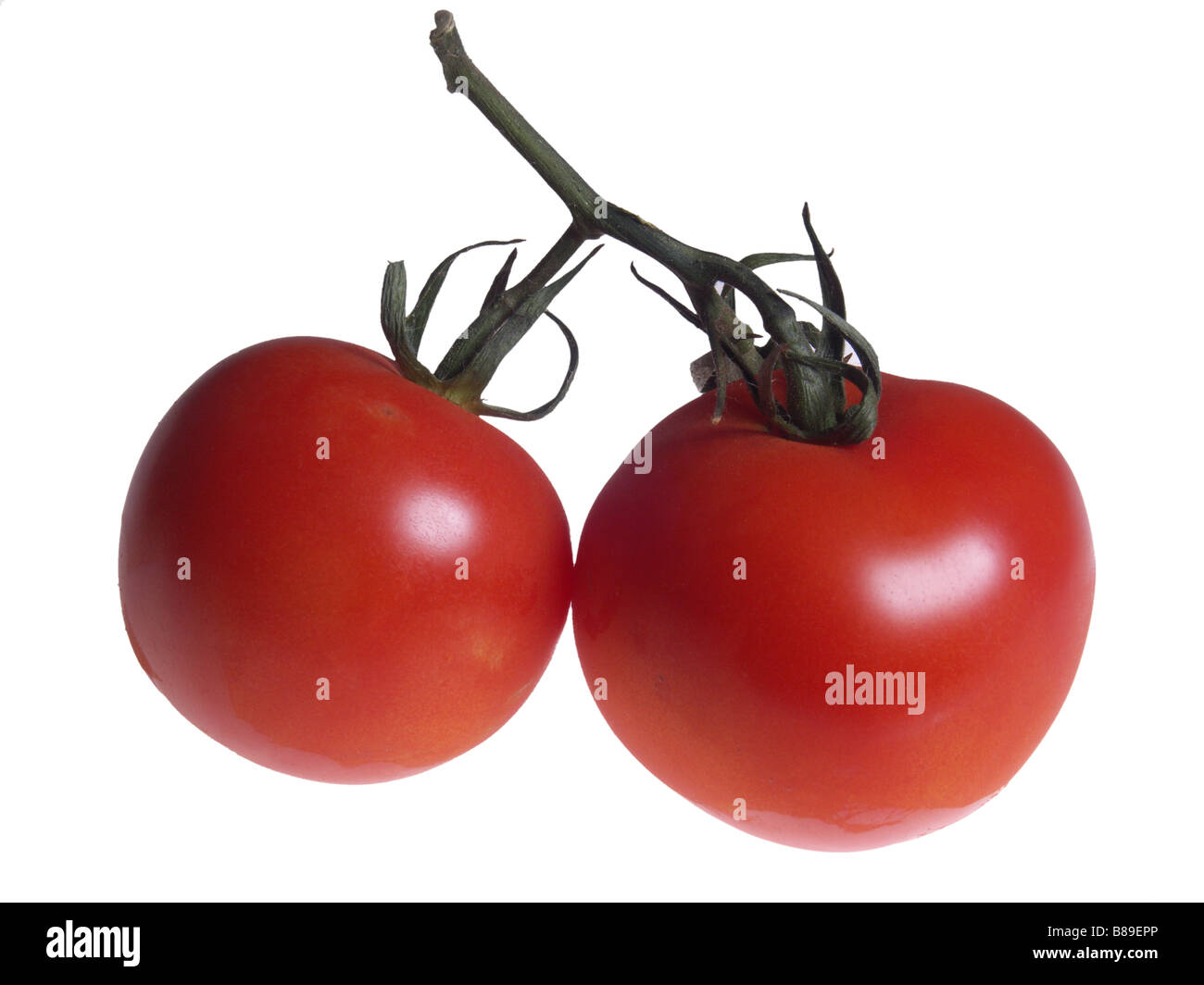 Gardening with tomatoes Cut Out Stock Images & Pictures - Alamy