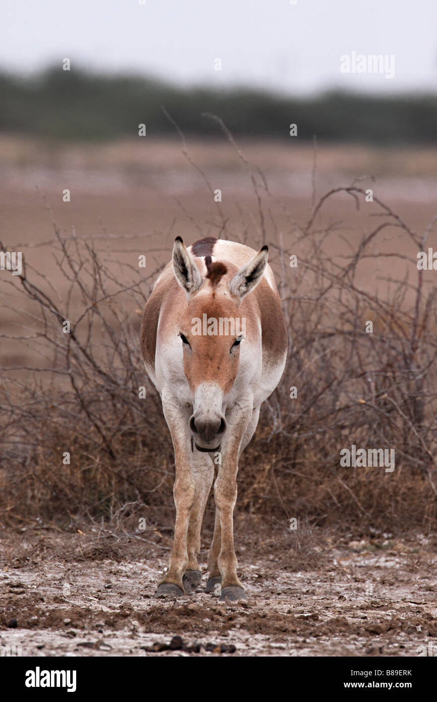 Indian wild ass or Khur standing in Rann of Kutch Stock Photo - Alamy