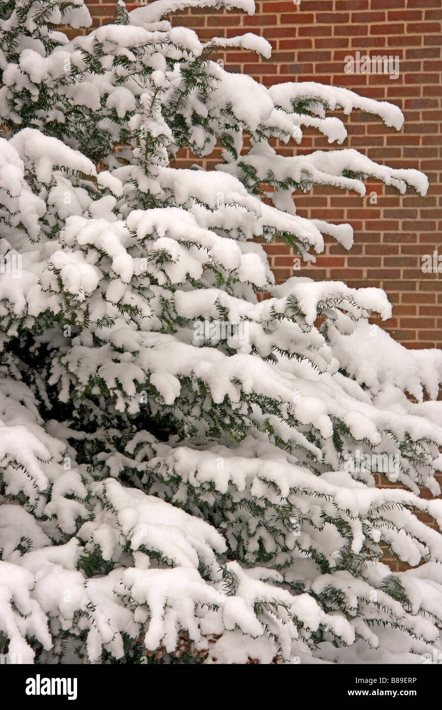 Heavy snow on tree branches against a brick wall Stock Photo - Alamy