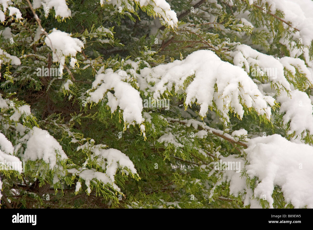 Heavy snow on tree branches Stock Photo - Alamy