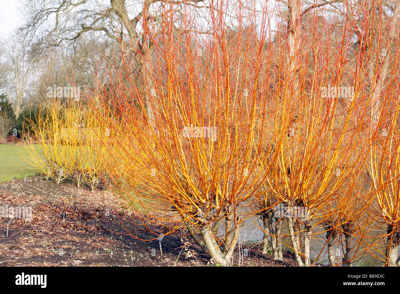 Salix alba vitellina hi-res stock photography and images - Alamy