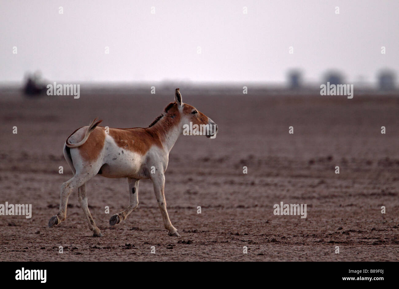 Two Indian wild ass or Khur running in Rann of Kutch with back lighting ...