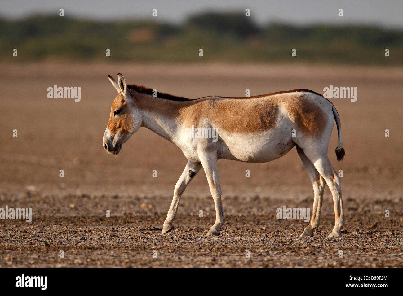 Indian wild ass or Khur in the dry habitat of Rann of Kutch Stock Photo ...