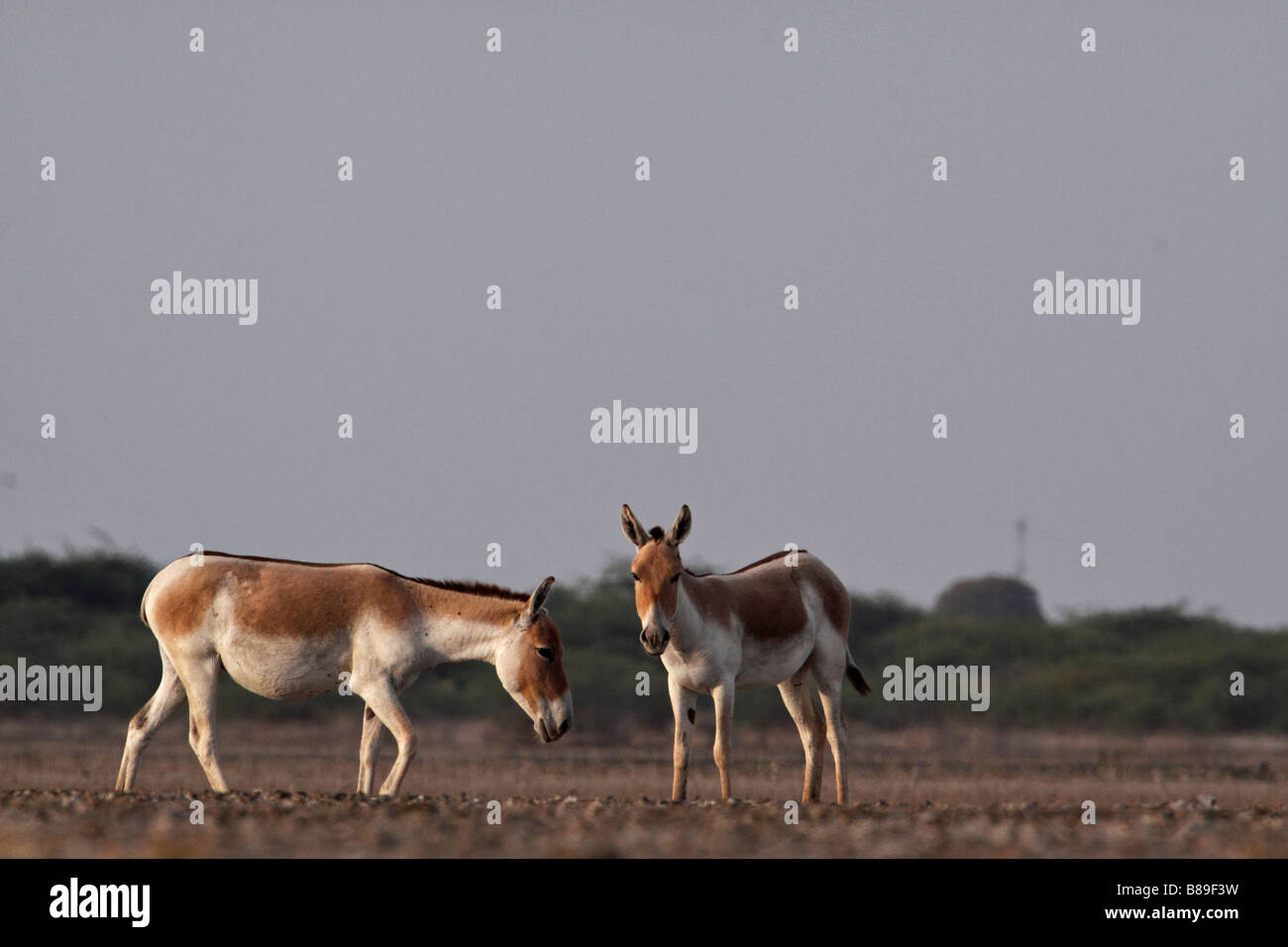 Indian wild ass or Khur herd in Rann of Kutch Stock Photo - Alamy