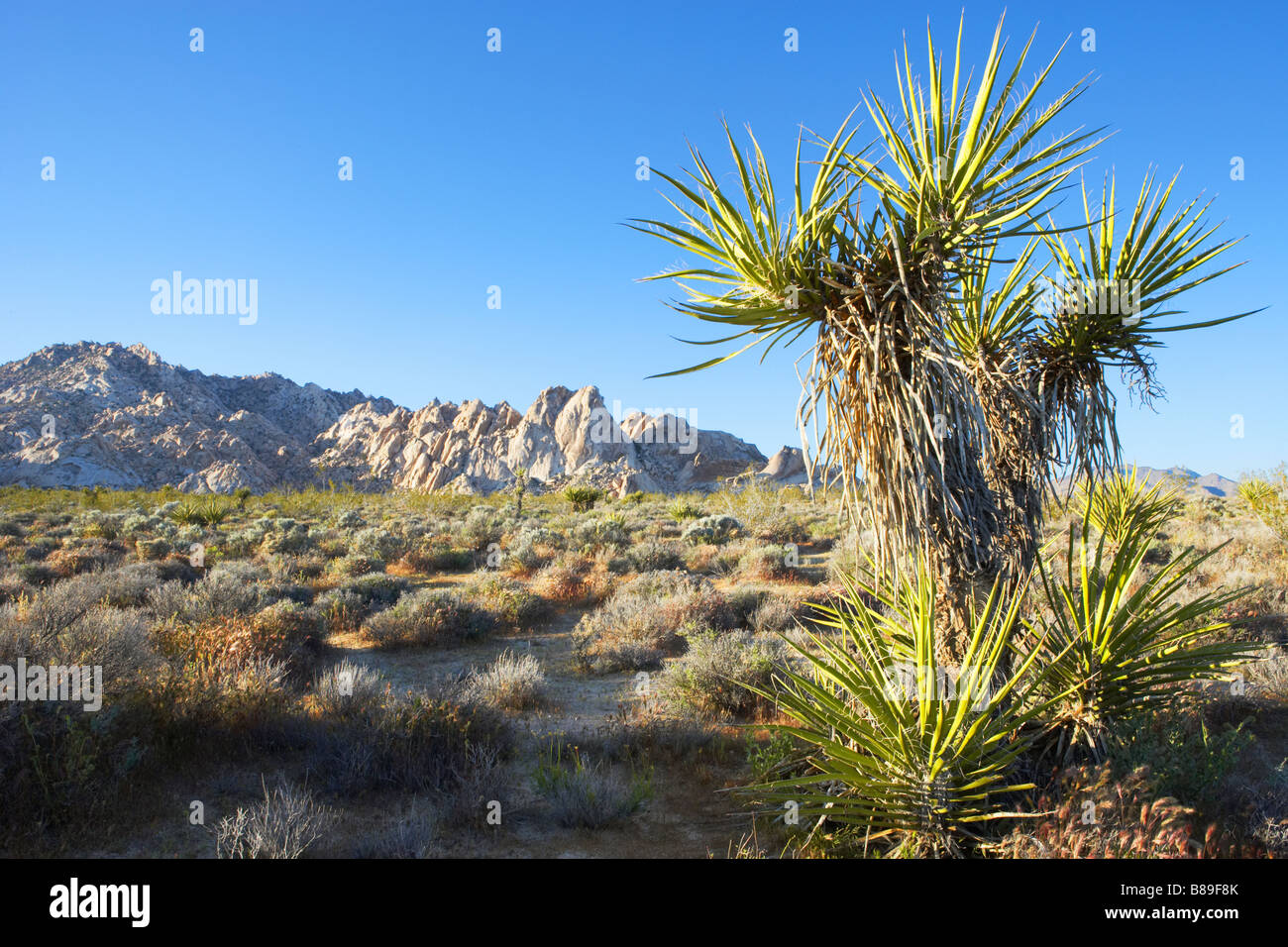 Mojave Desert in California United States of America Stock Photo - Alamy