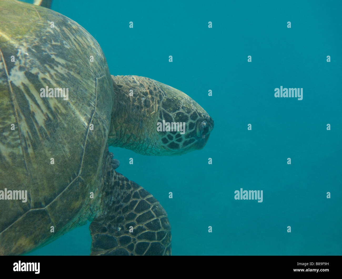 Green Sea Turtle (Honu) in Maui, Hawaii Stock Photo - Alamy